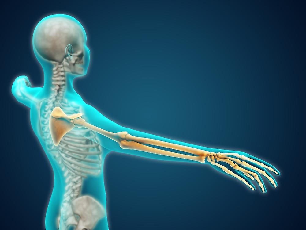 X ray View Of Human Body Showing Skeletal Bones In The Arm And Hand x-ray-view-of-human-body-showing-skeletal-bones-in-the-arm-and-hand