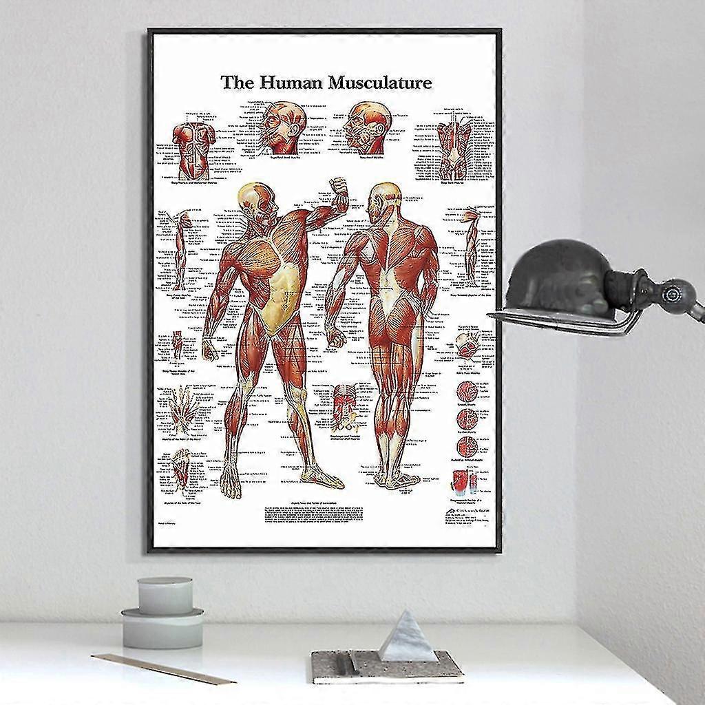 An Anatomical Poster With A Distribution Of Human Muscles. Suit For ...