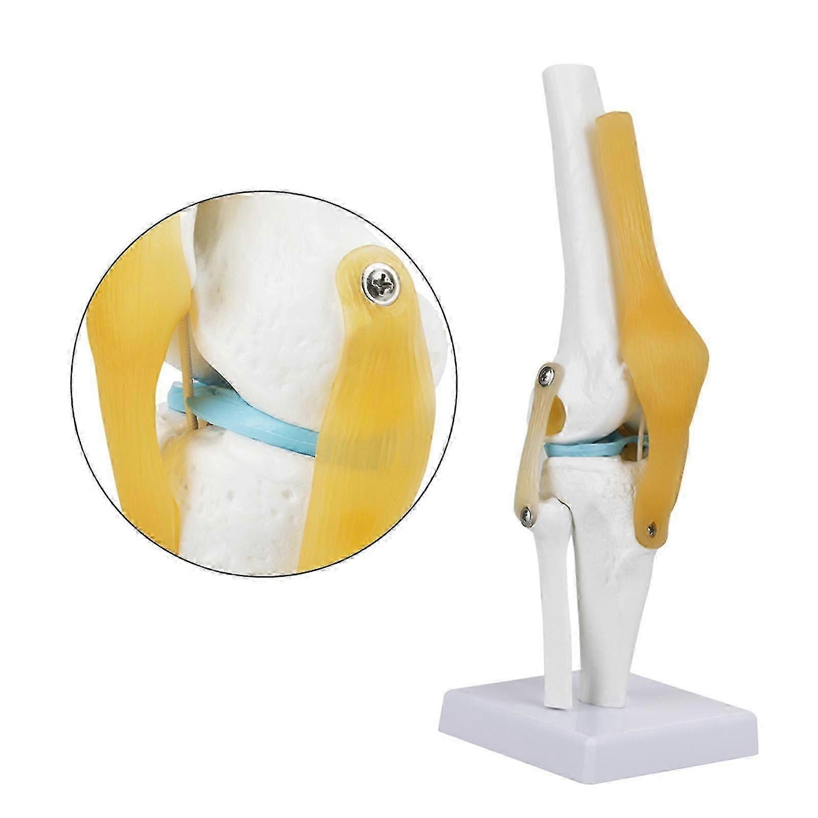 Life Size Human Knee Joint Model For Skeleton Anatomy Study Teach With ...