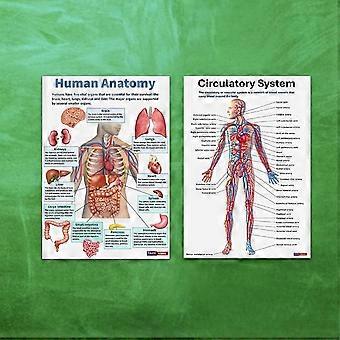 Anatomy Poster Set with Complete Muscle Anatomy and Nerve Pathway ...