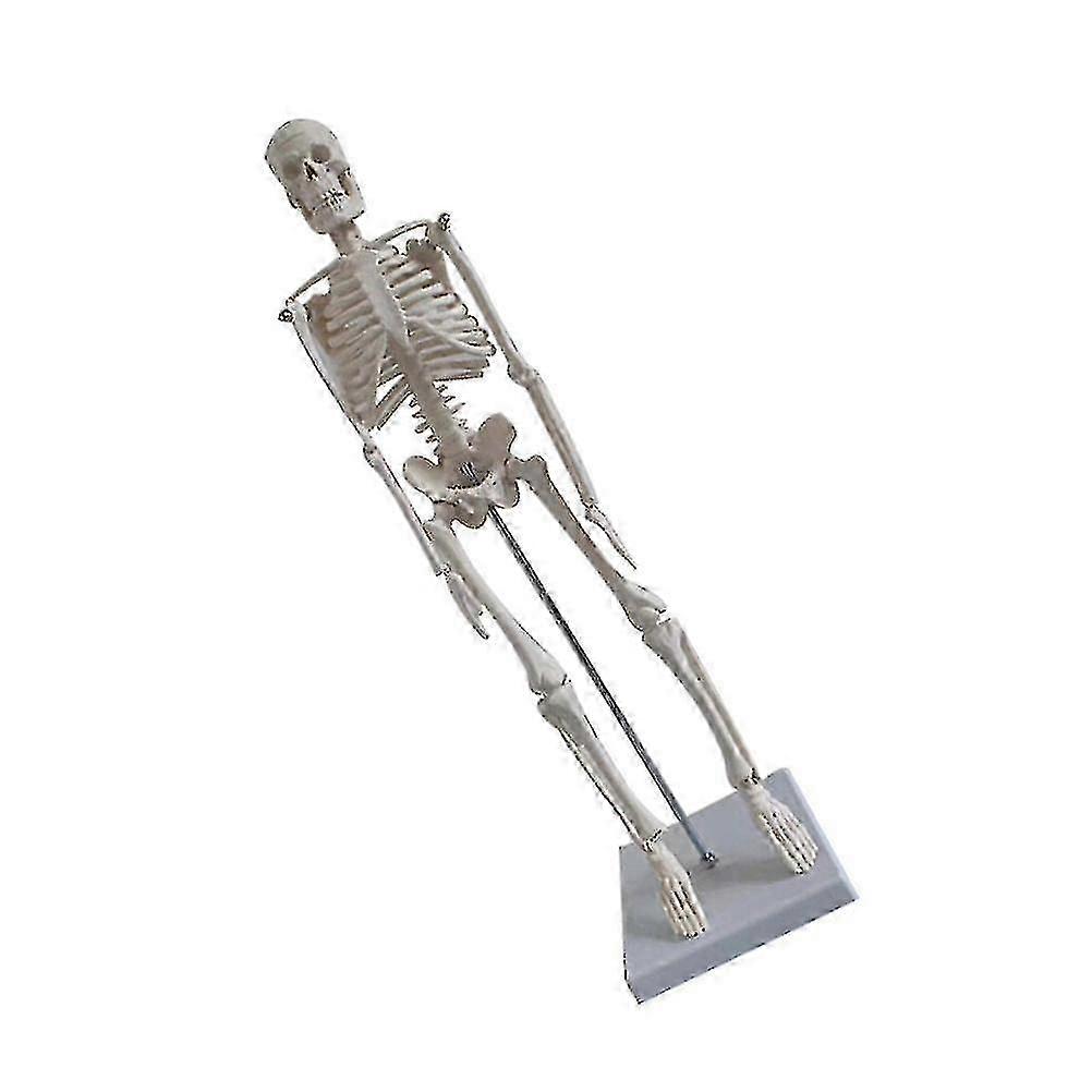 Medical Anatomical Skeleton Human Skeleton Model Scientific Model For ...