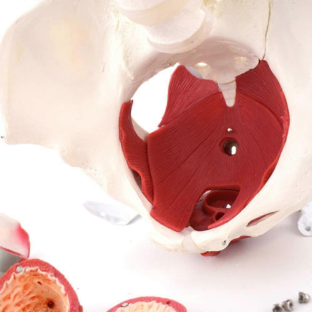 Female Pelvis with Pelvic Floor Model Anatomical Model Female Human ...