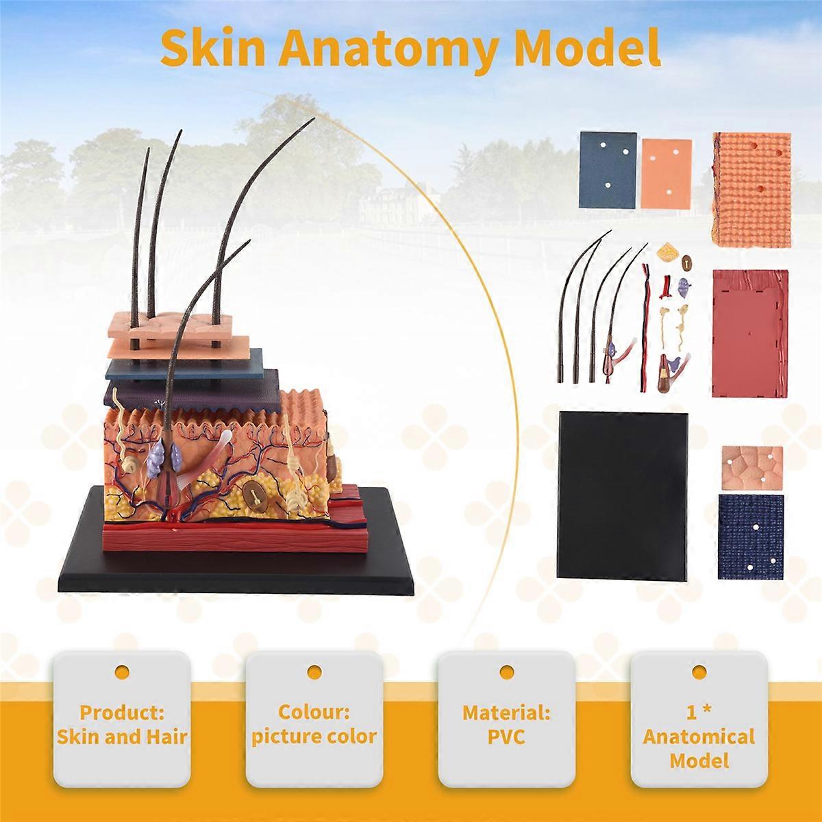 4D Human Skin Model Hair Organs Assembling Puzzle Model Teaching Model ...