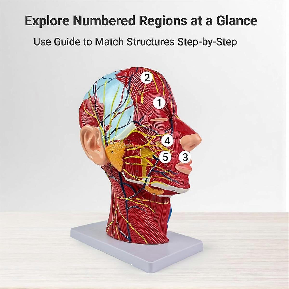 Life-Size Human Anatomy Model of the Head and Neck, Detailed ...