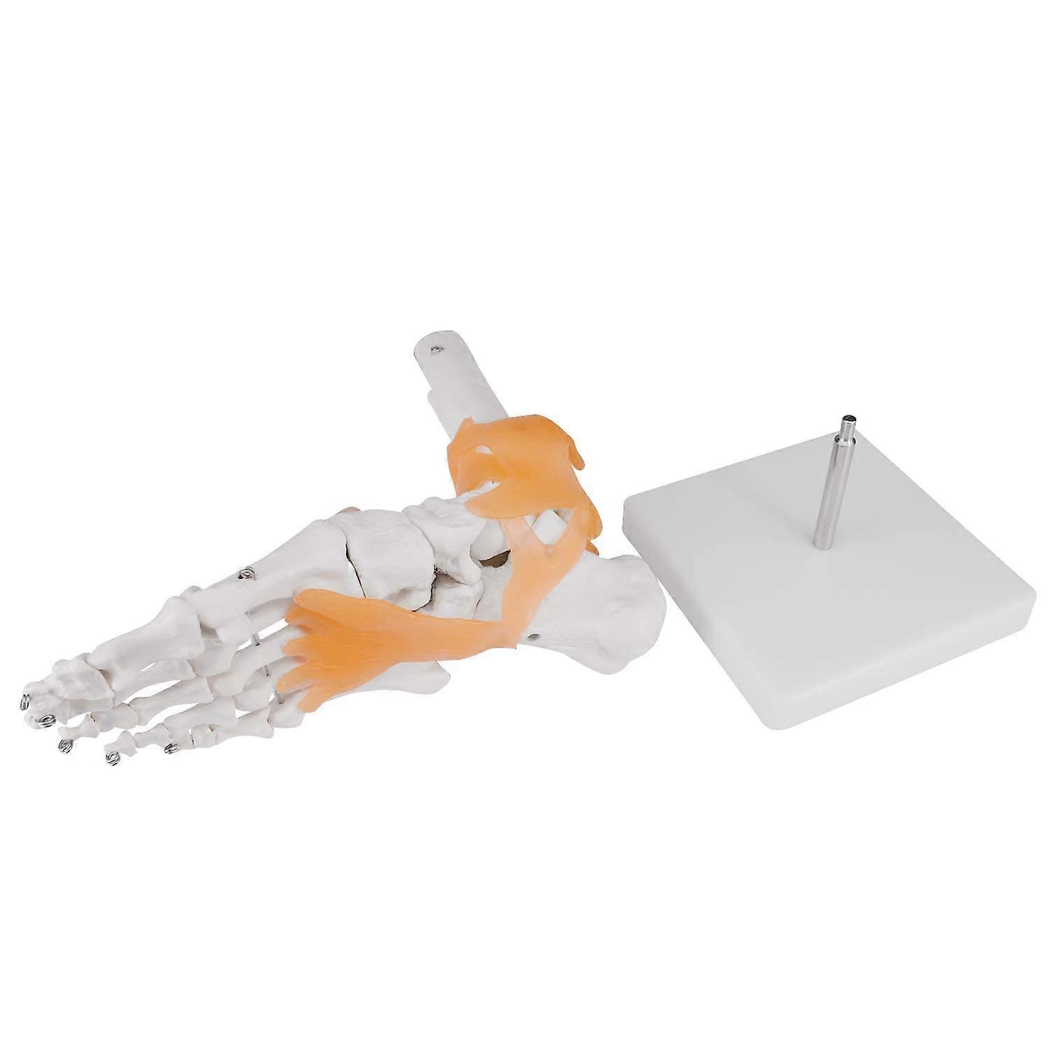 Human Foot Joint Model with Ligament 1:1 Scientific Life Size with ...