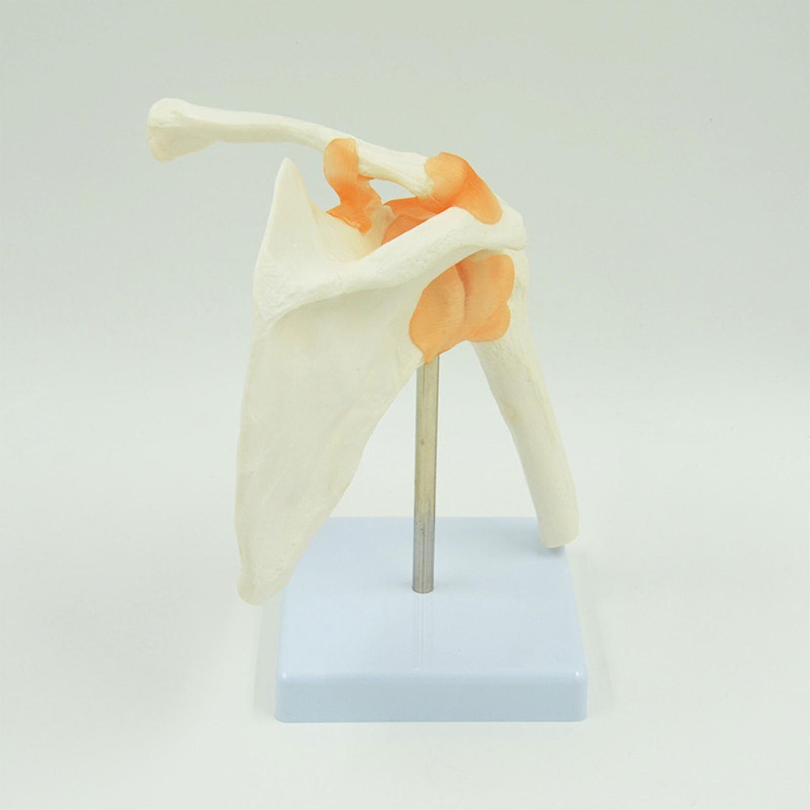 Functional Shoulder Joint Model W/ Display Base Life Size For Patient ...