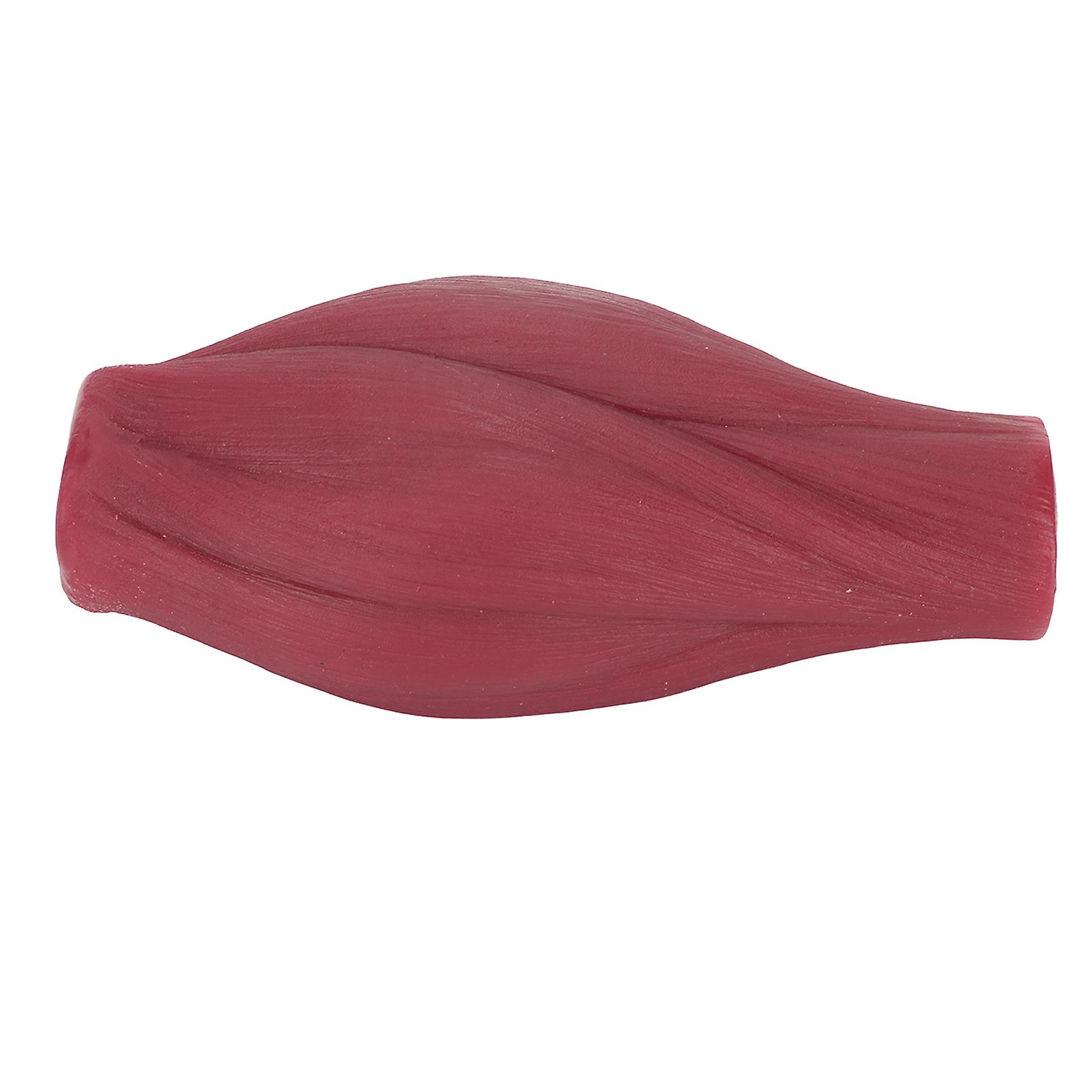 Human Body Muscle Replica Model Plastic Realistic Texture 1lb Muscle ...