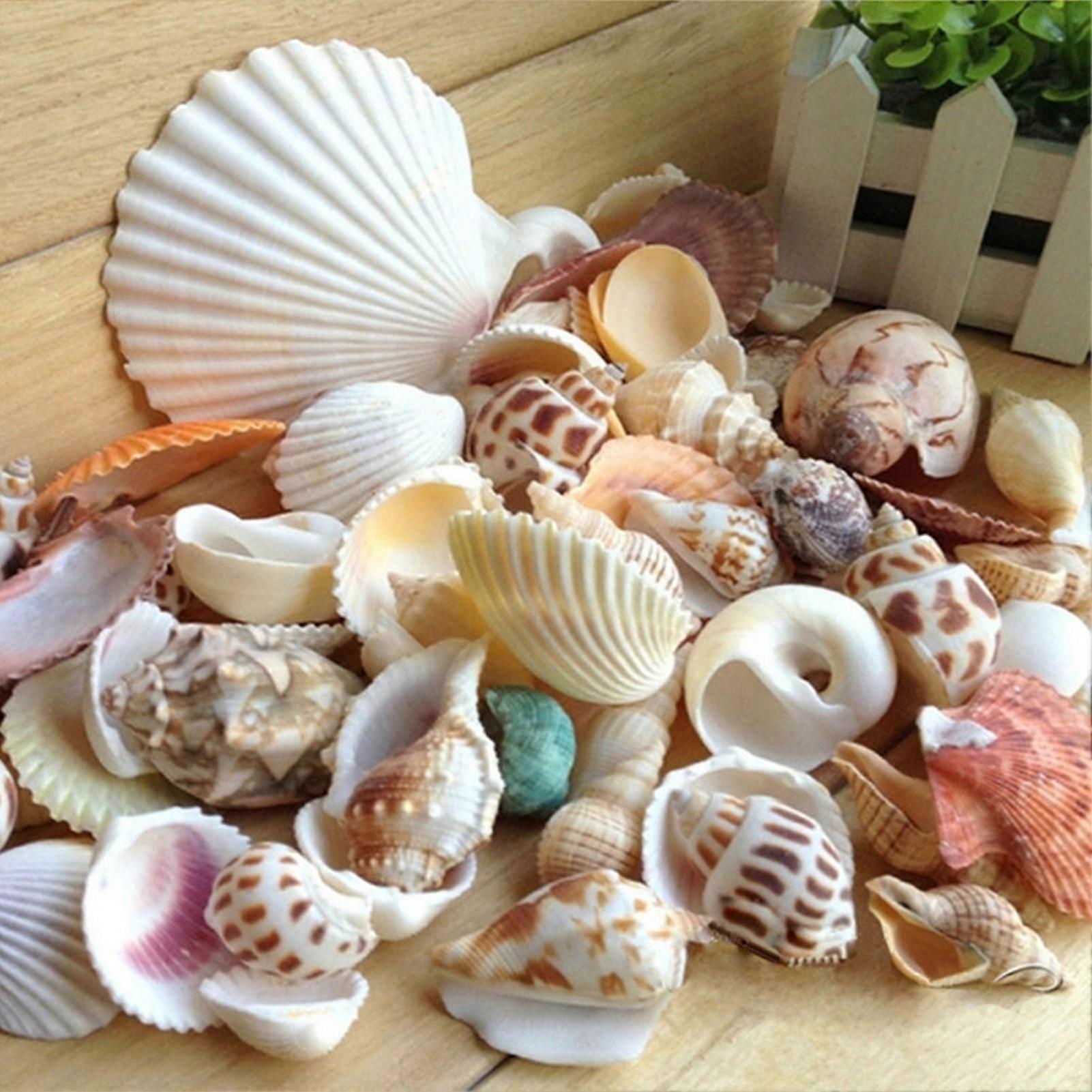 200g Conch Shells Coral Stone Craft Fish Tank Decoration Aquarium ...