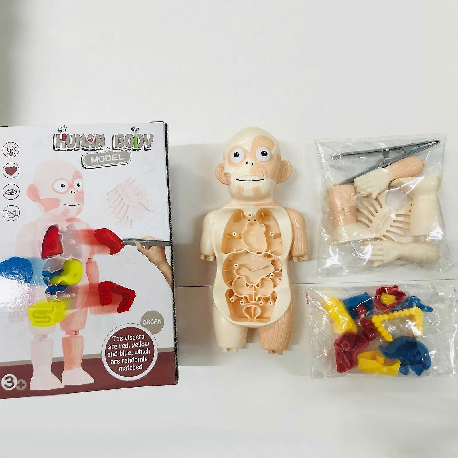 Children's Toy Human Body Model Human Organ Anatomical Assembly Model ...