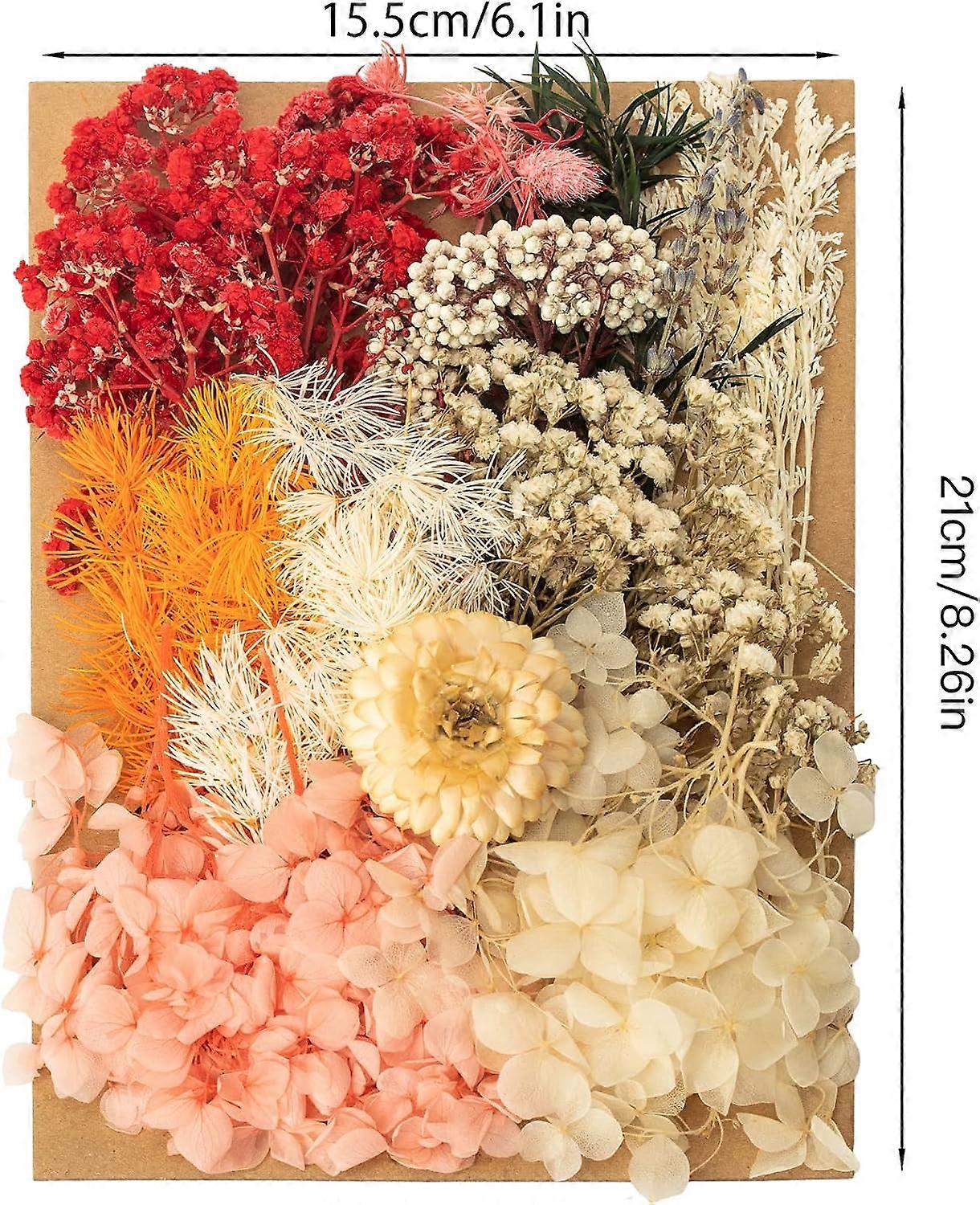 Dried Flowers, Dried Flowers, Dried Flowers for Crafts, Dried Flowers ...