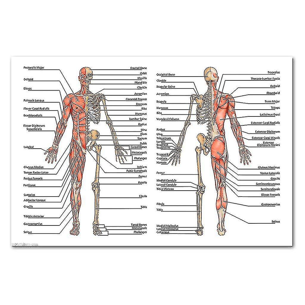 Muscular & Skeletal System Anatomical Poster Set - Human Skeleton ...