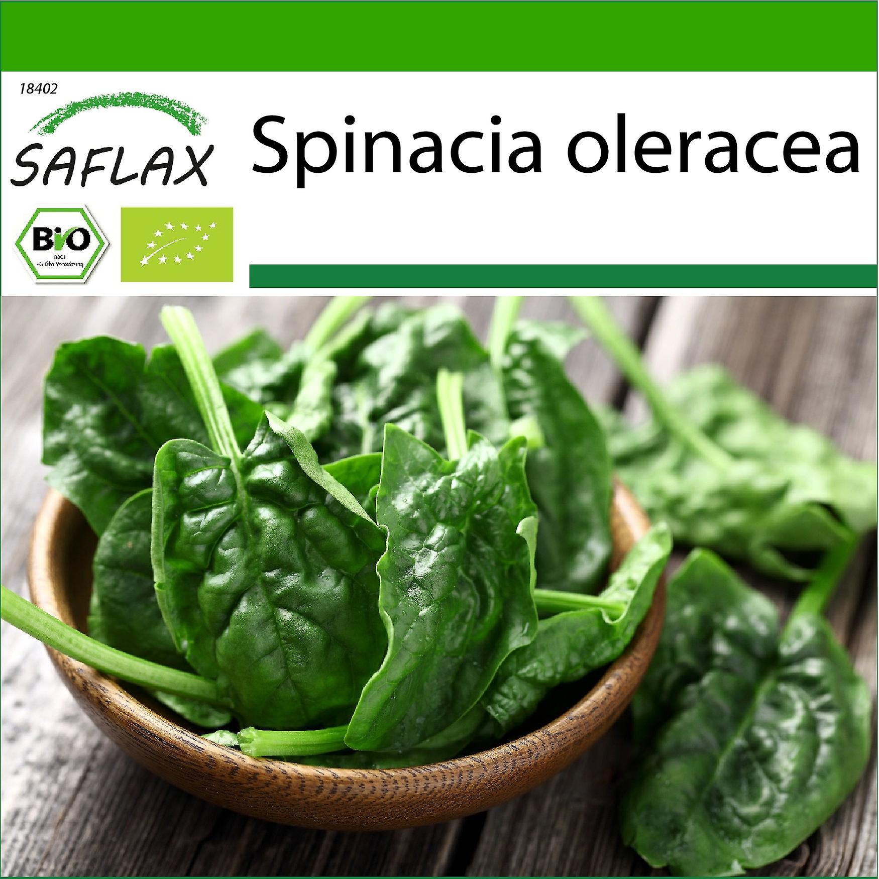 Saflax - 300 seeds - With soil - Organic - Spinach - Matador - BIO ...