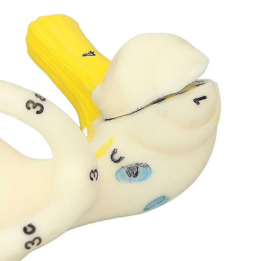 Modelo anatómico de canal semicircular de oído 5x Estructura clara ...