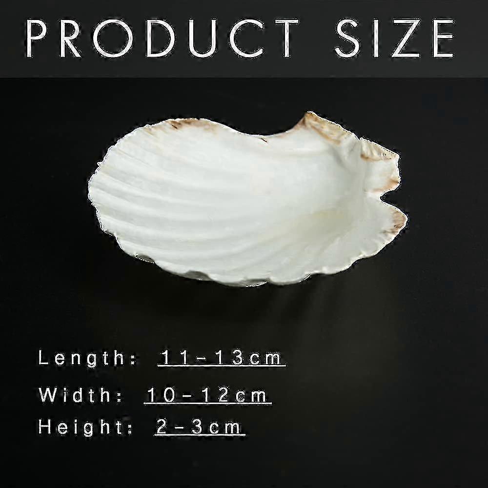 6pcs Scallop Shells For Serving Food,baking Shells Large Natural White ...