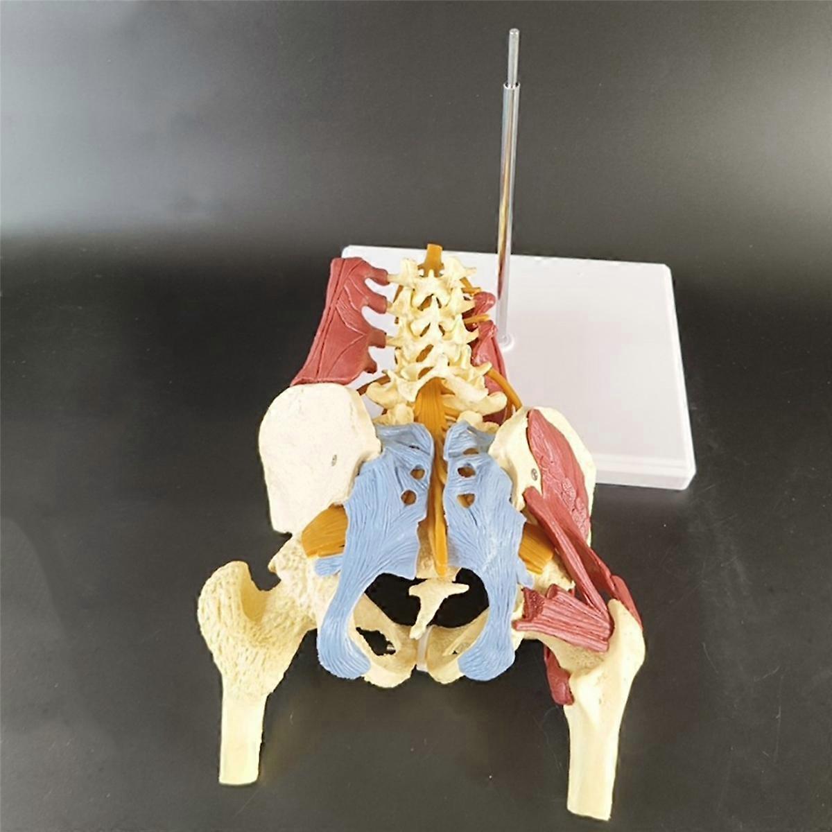 Lumbar Spine Bone Model, Pelvis Model, Pelvic Floor Muscle Anatomy ...