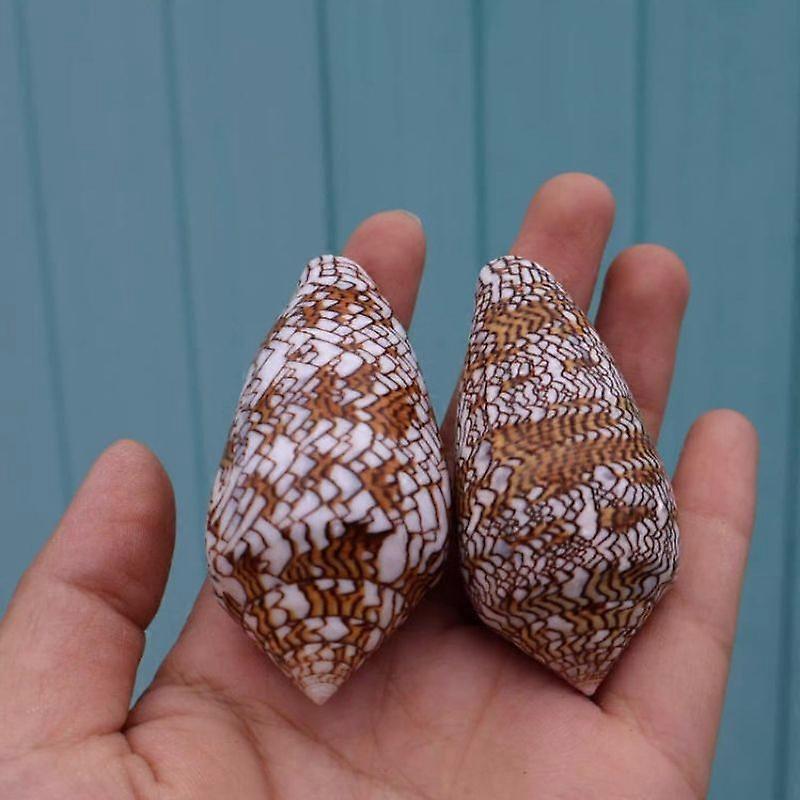 Vase Cone Textile Seashell Decorative Shell For Fish Tank Decor | Fruugo UK