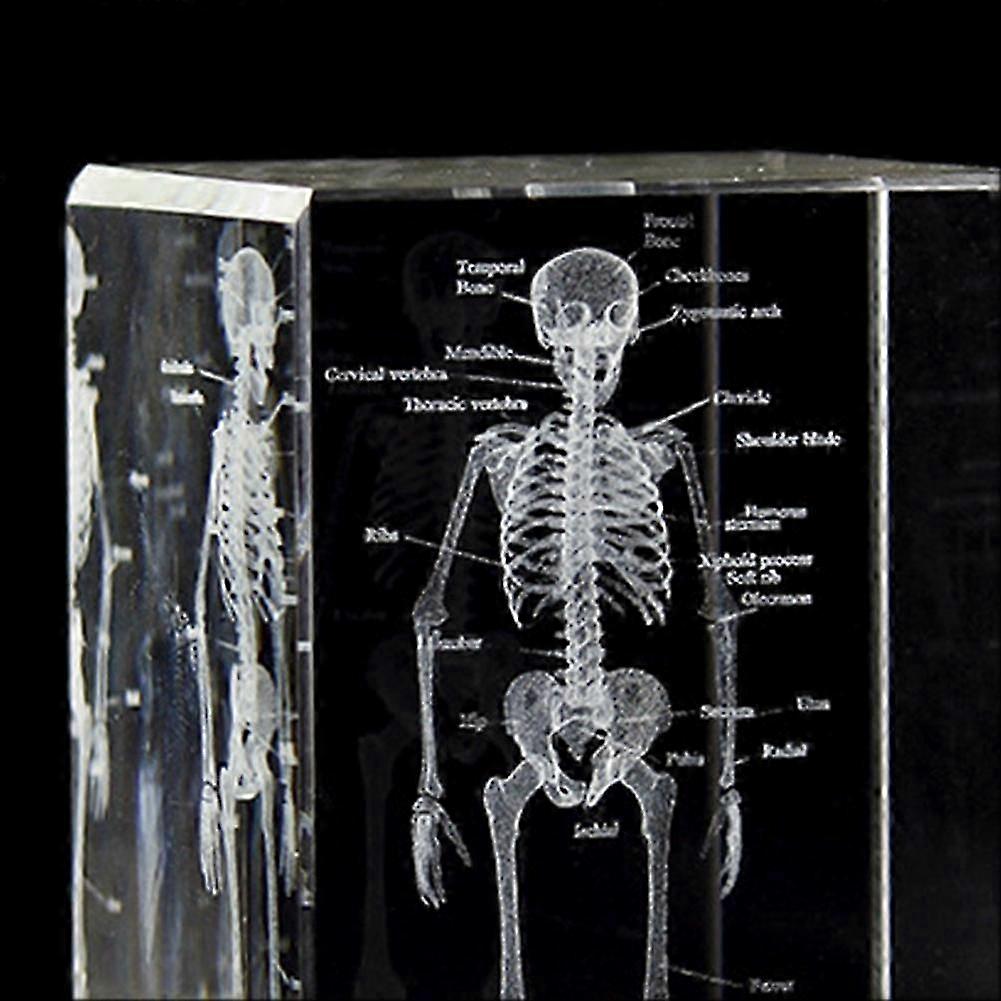 3D Laser Engraved Human Skeletal Crystal Cube Figurines, Medical ...