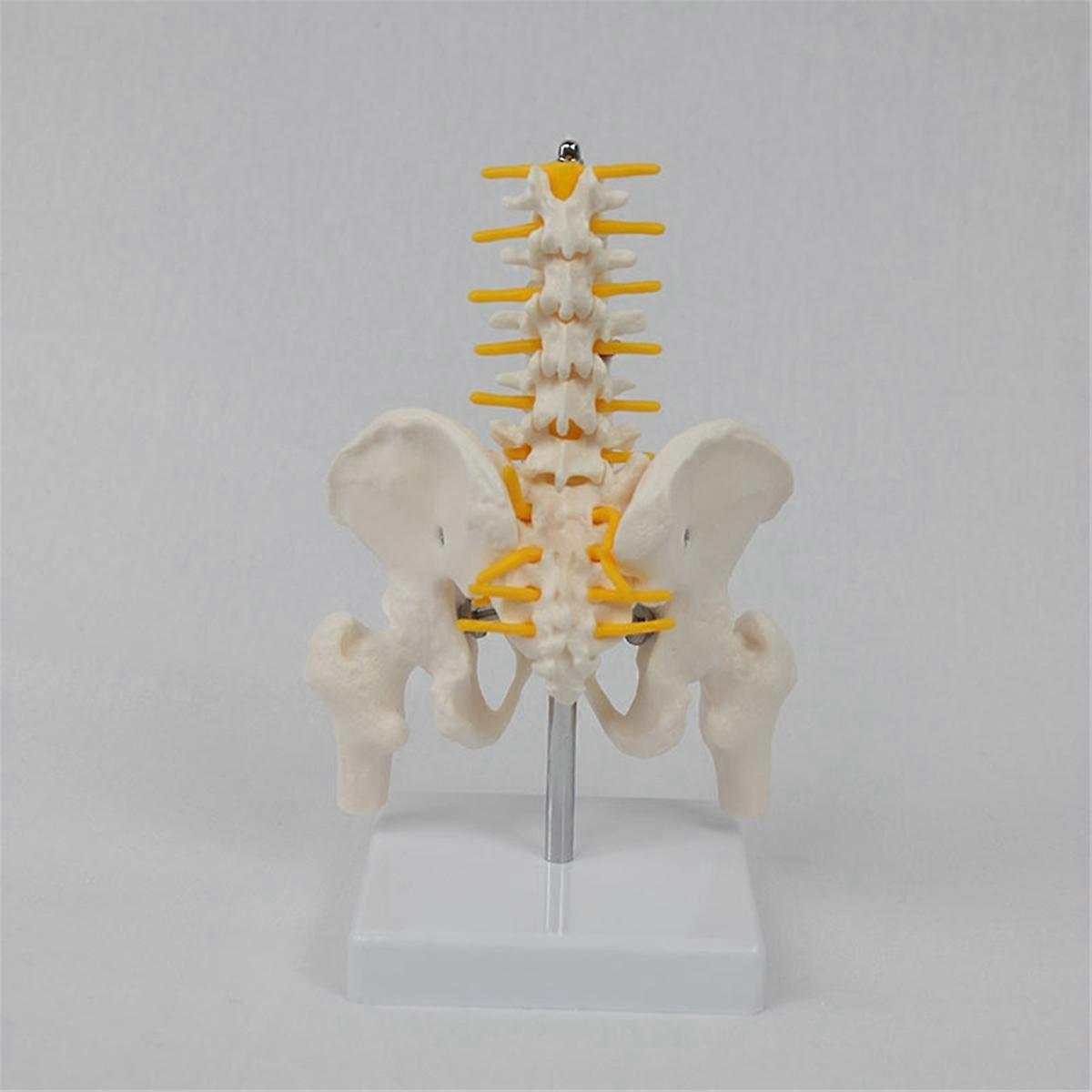 Human Lumbar Vertebra Model Female Pelvis Model Hip Female Anatomy ...