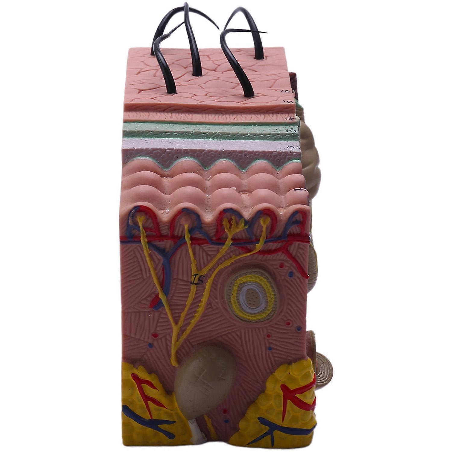 Skin Model, 35X Skin and Hair Structure Enlarge Model Anatomical Model ...