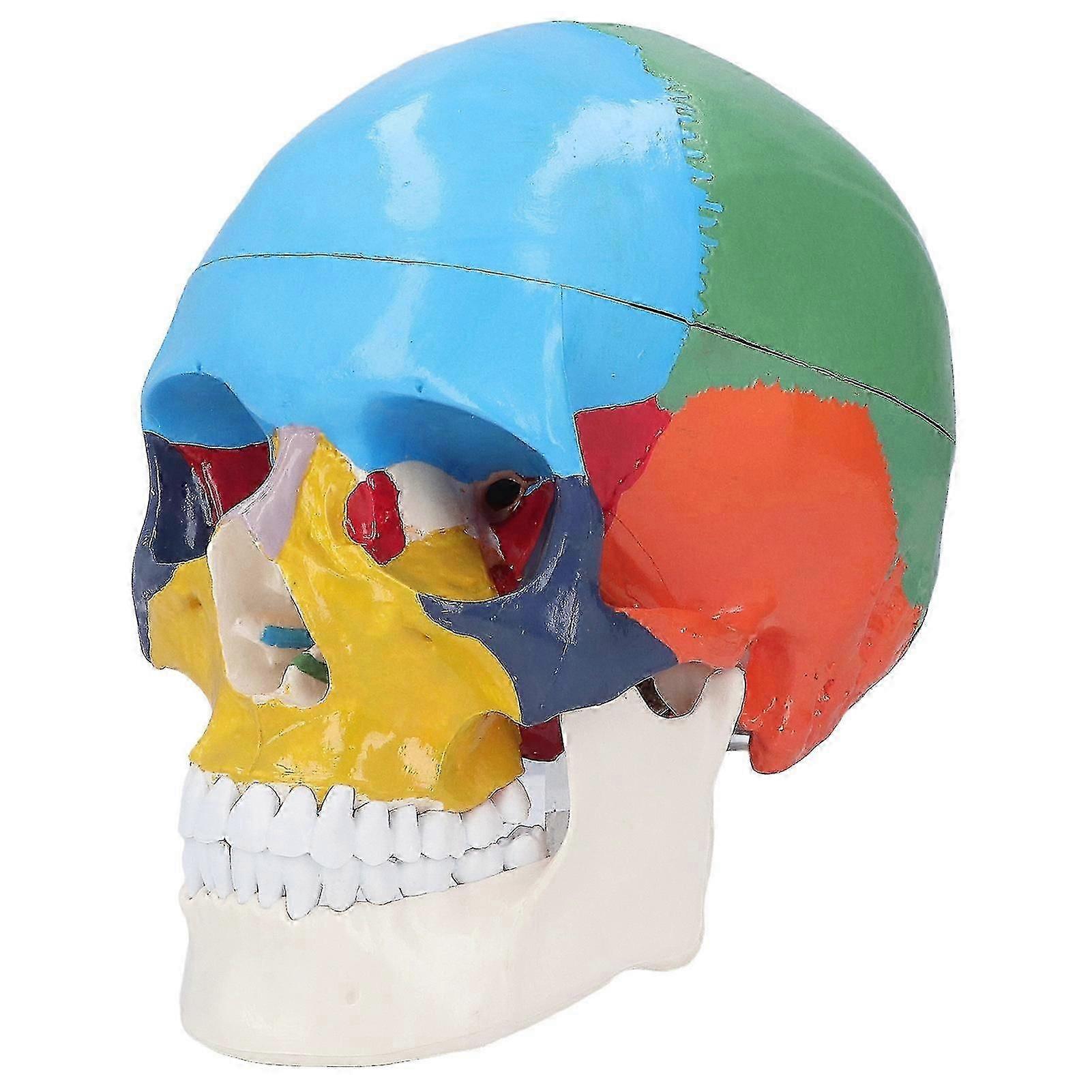 Upgraded Life Size Human Colored Head Skull Anatomical Model for ...