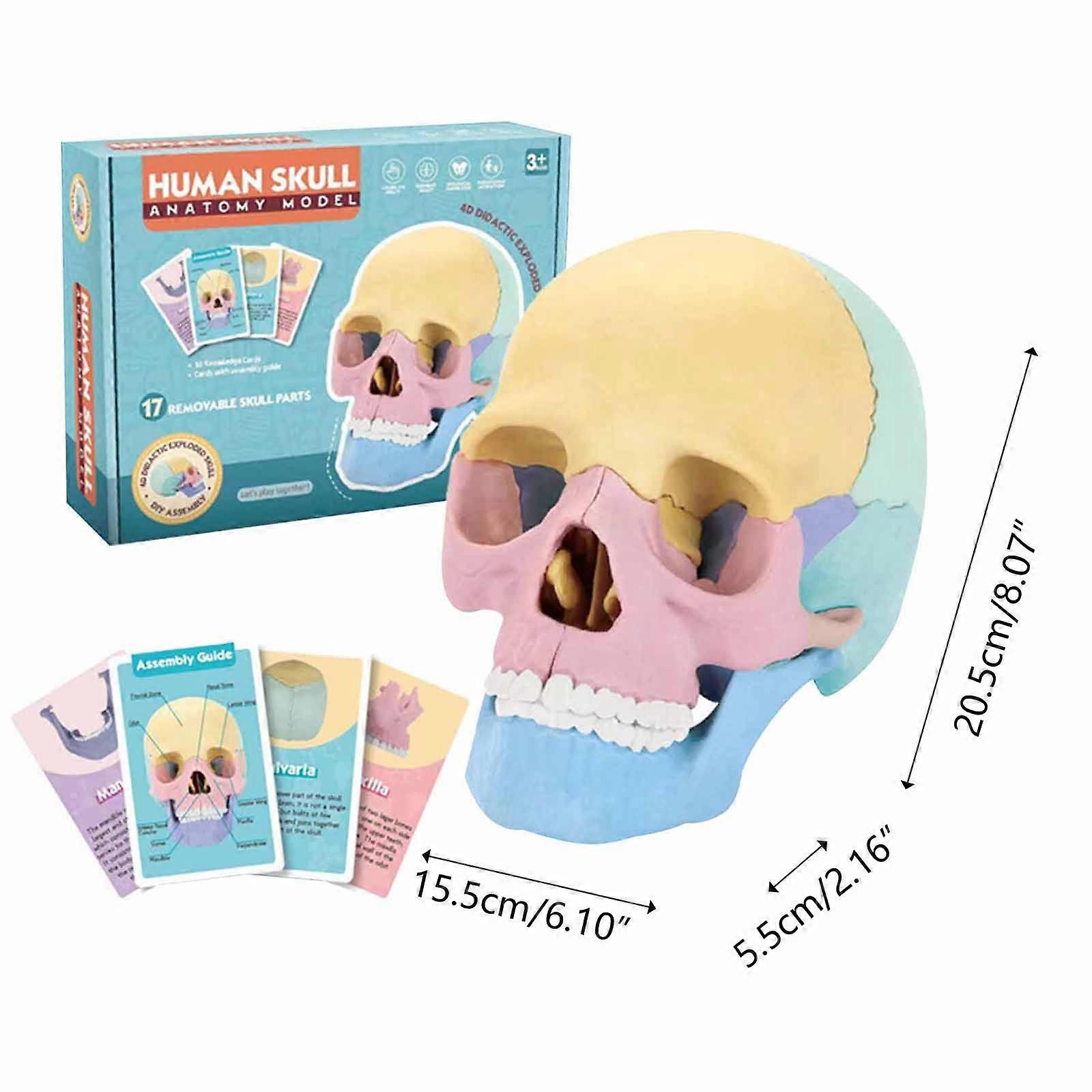 Assembled 4D Human Skull Model Detachable Specimen Skull Model Skull ...