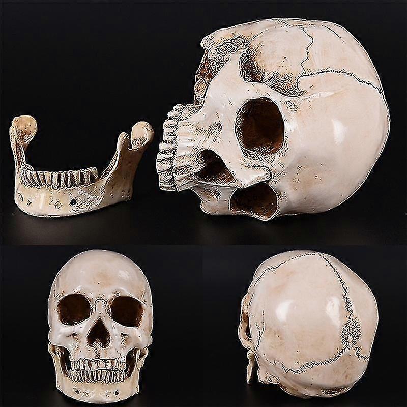 Lifesize 1:1 Human Skull Model Replica Resin Medical Anatomical Tracing ...