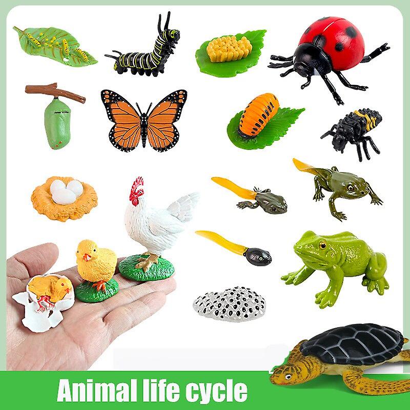Animal Life Cycle Board Children Toy Teaching Aids Plant Animal Growth ...