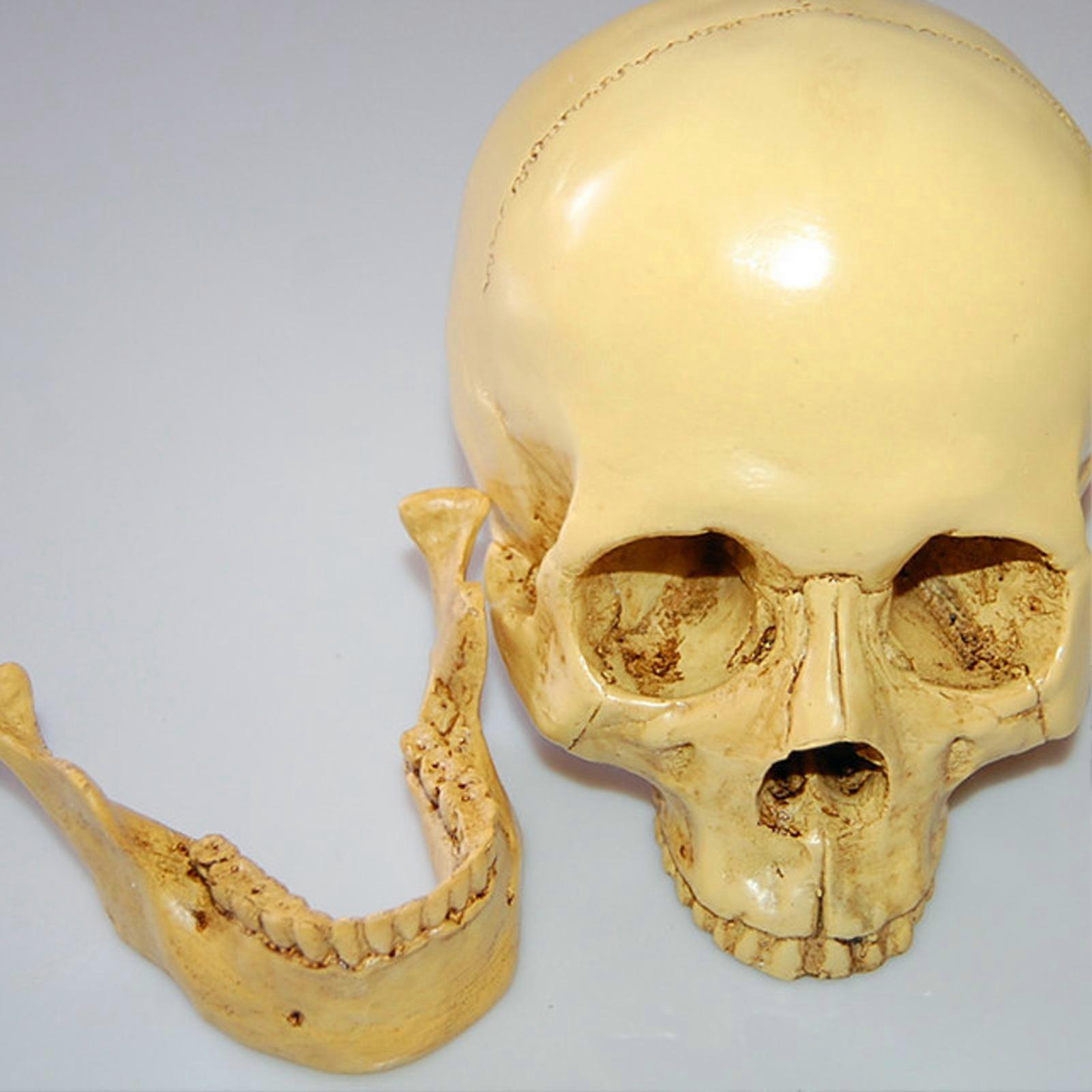 Life Size Skull Model Realistic Removable Mandible Educational Study ...