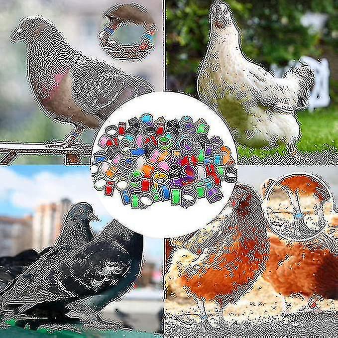 Hen Ring Leg Rings Identification 20mm Plastic Colored Chicken Bands ...