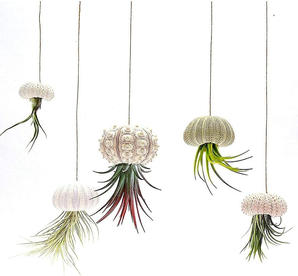 5 Pcs Conch Plant Pot Decorative Hanging Air Plant Pot Sea Urchin Shell ...