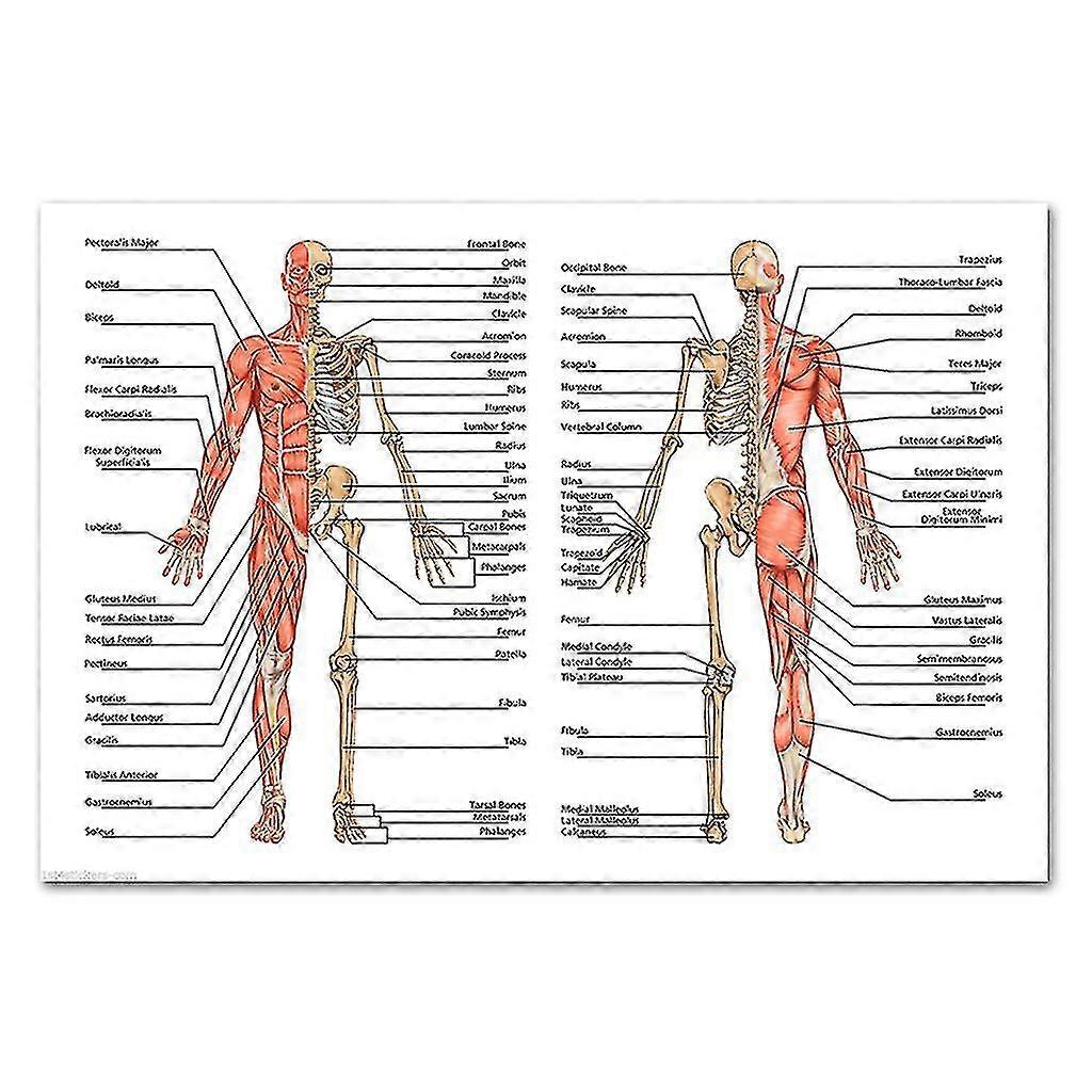 Muscular & Skeletal System Anatomical Poster- Human Skeleton & Muscle ...