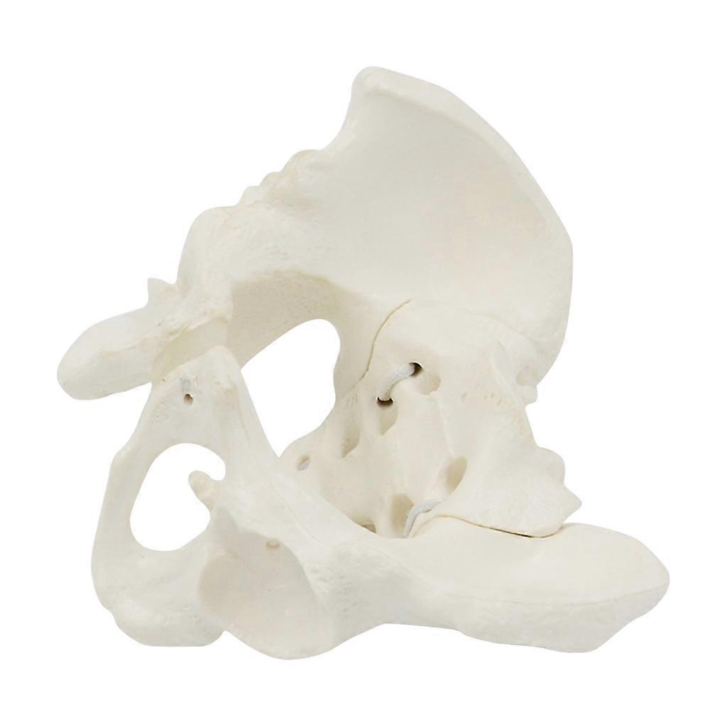 Life Size Female Pelvis Model, Anatomy Model, Hip Bone Pelvic ...