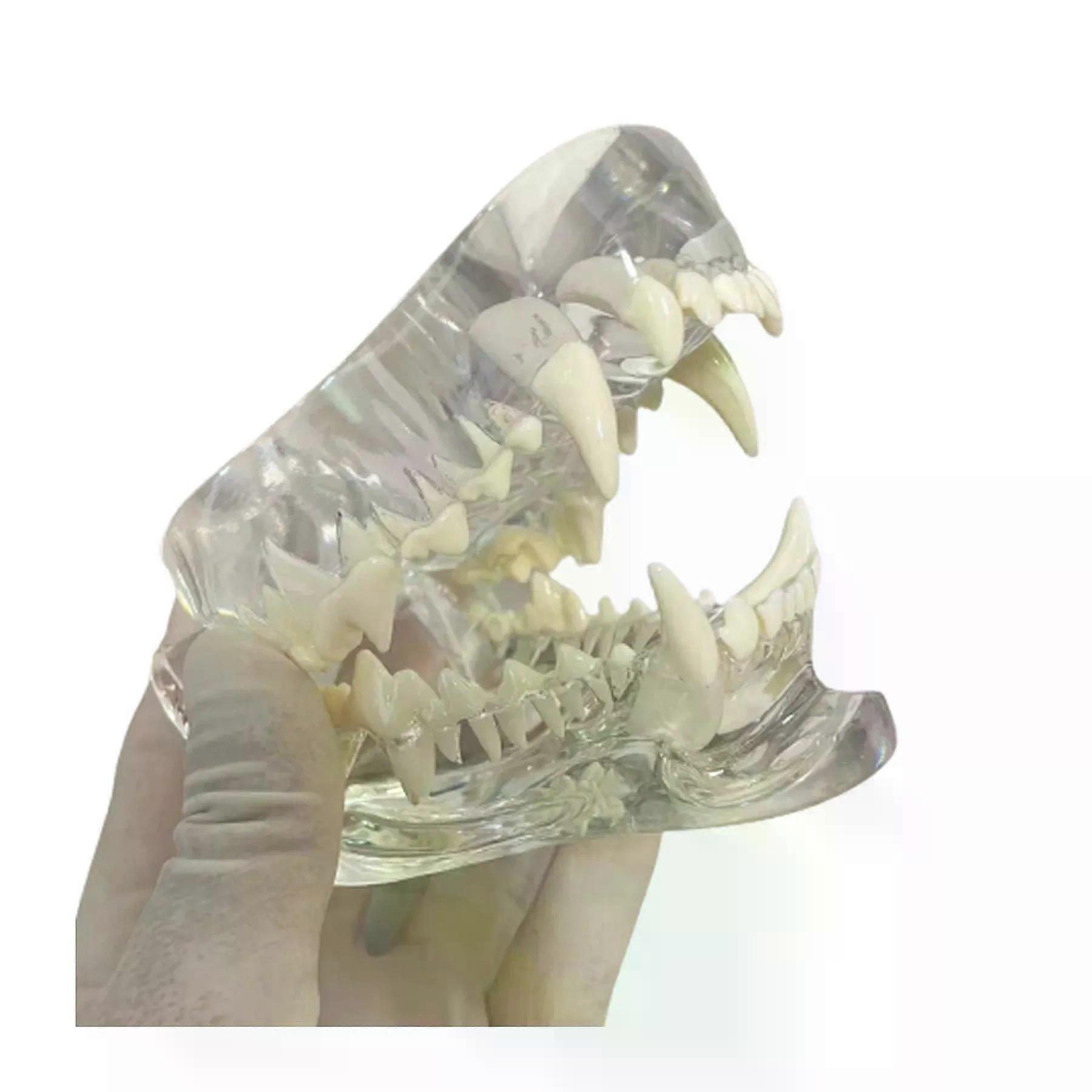 Gaibosi Dental Dog Cat Rabbit Clear Teeth Skull Model Canine Animals ...