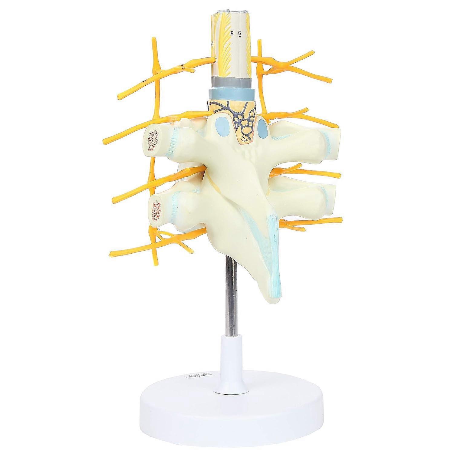 Anatomy Model of Thoracic Vertebrae and Enlarged Spinal Cord | 2X Life ...