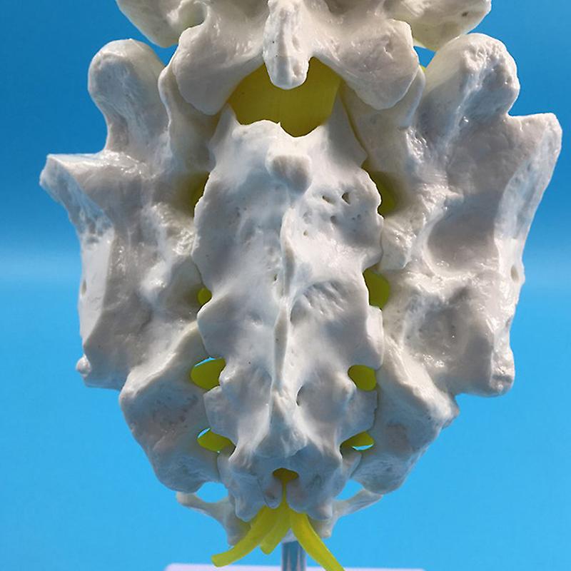 Life Size Lumbar Spine Model Lumbar Vertebral Spine Anatomy Model for ...