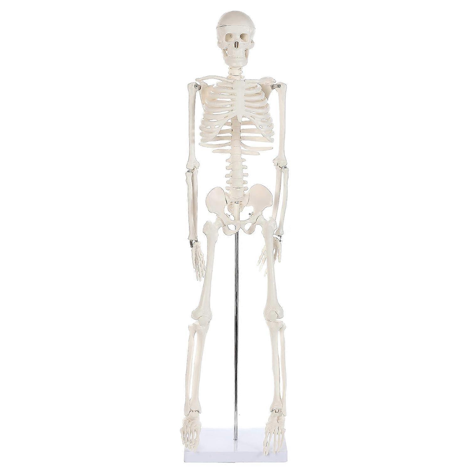 Human Skeleton Model, 34" Skeleton with Base, Movable Arms and Legs ...