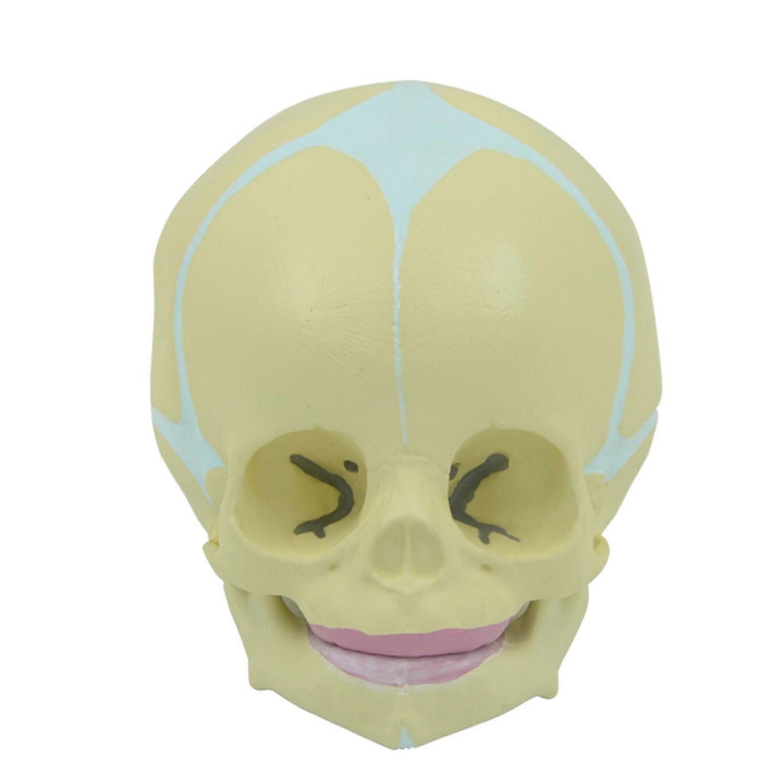 30 Weeks Baby Skull Model Movable Lower Jaw Anatomical Baby for Head ...
