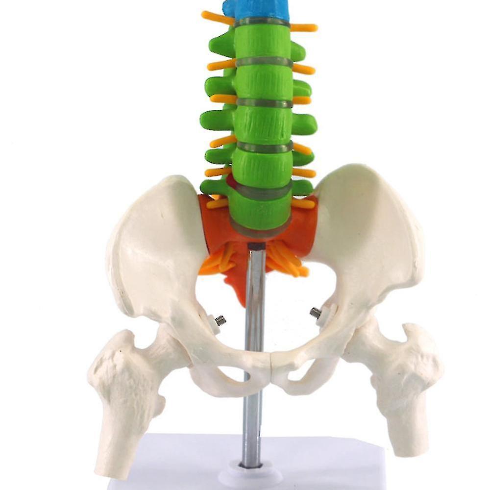 Colored Flexible Spine Anatomical Mode Life Size Human Spine With ...