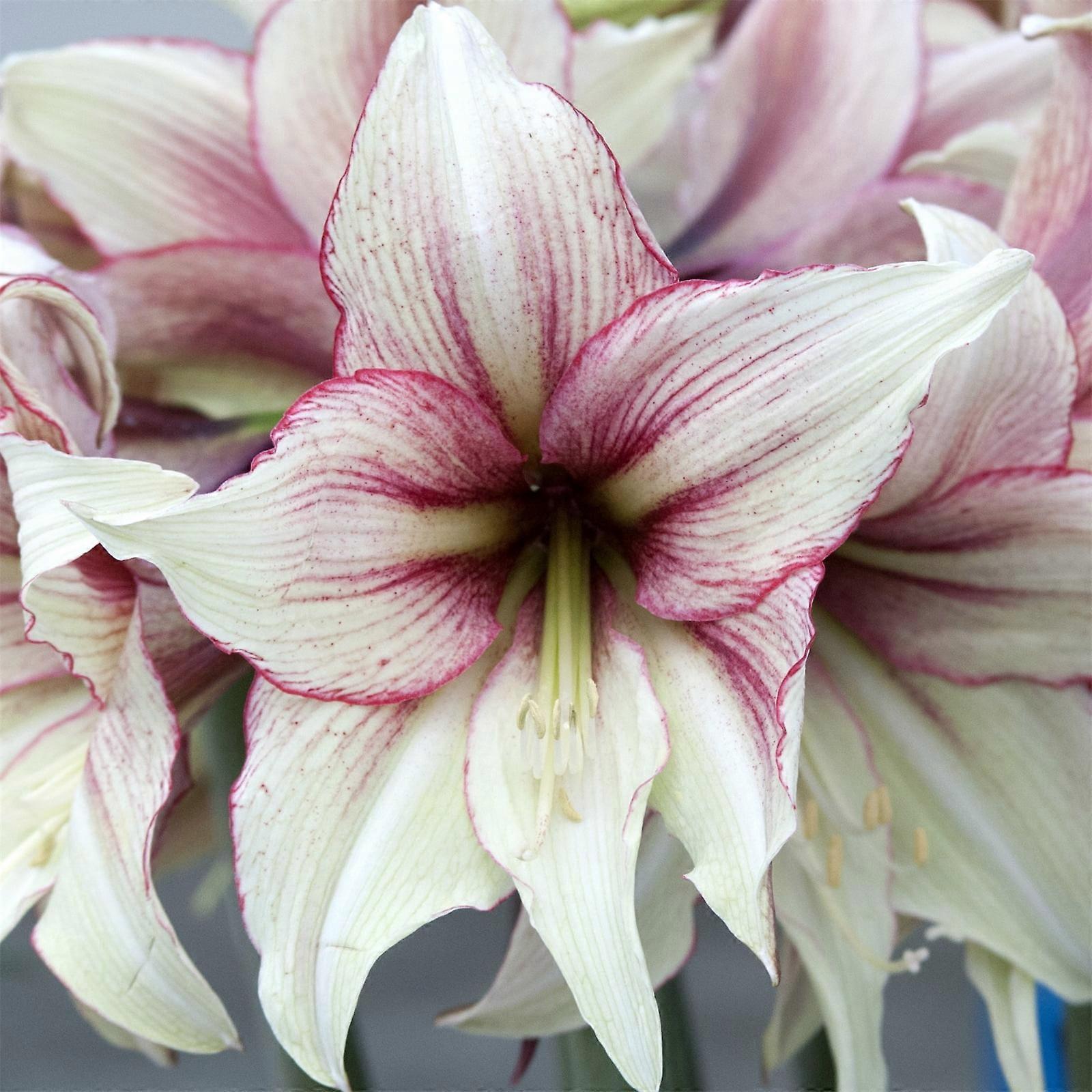 Amaryllis Plant , Easy to Plant Perennial, Amaryllis For Planting ...