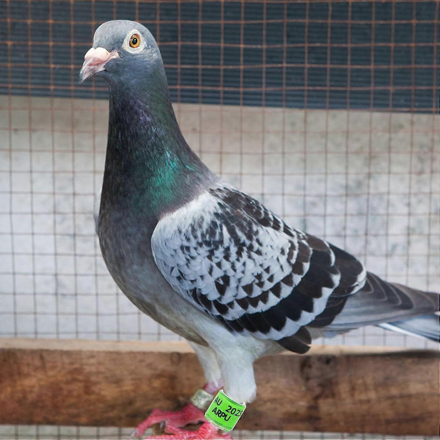 Pigeon Ring 100pcs Bird Ring Leg Bands Colorful Numbered Bird ...