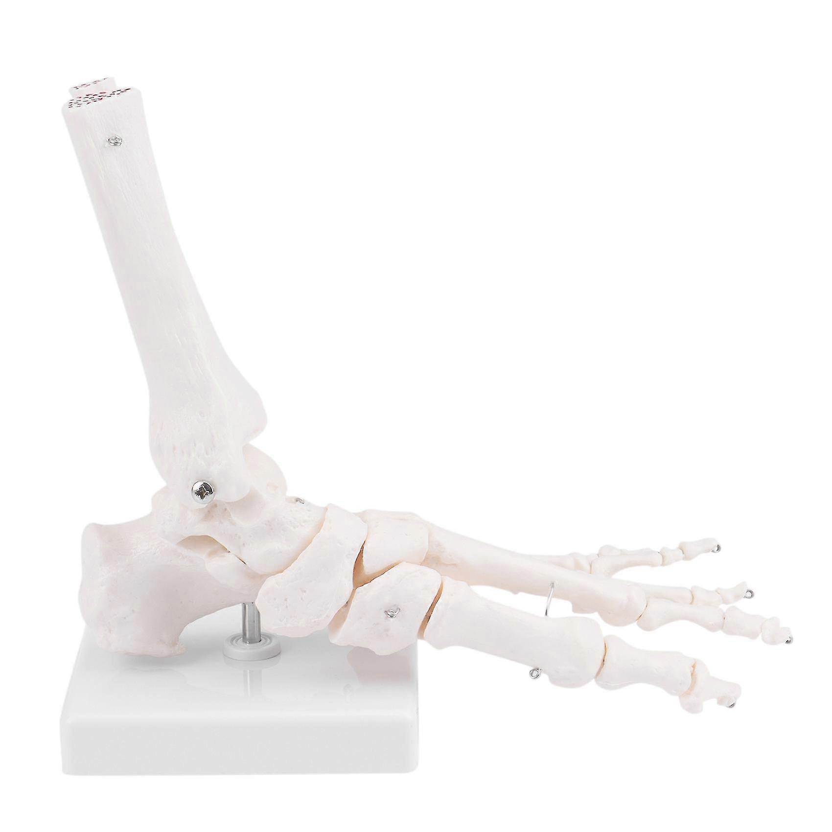 Human Skeleton Foot Anatomy Model Foot and Ankle with Shank Bone ...
