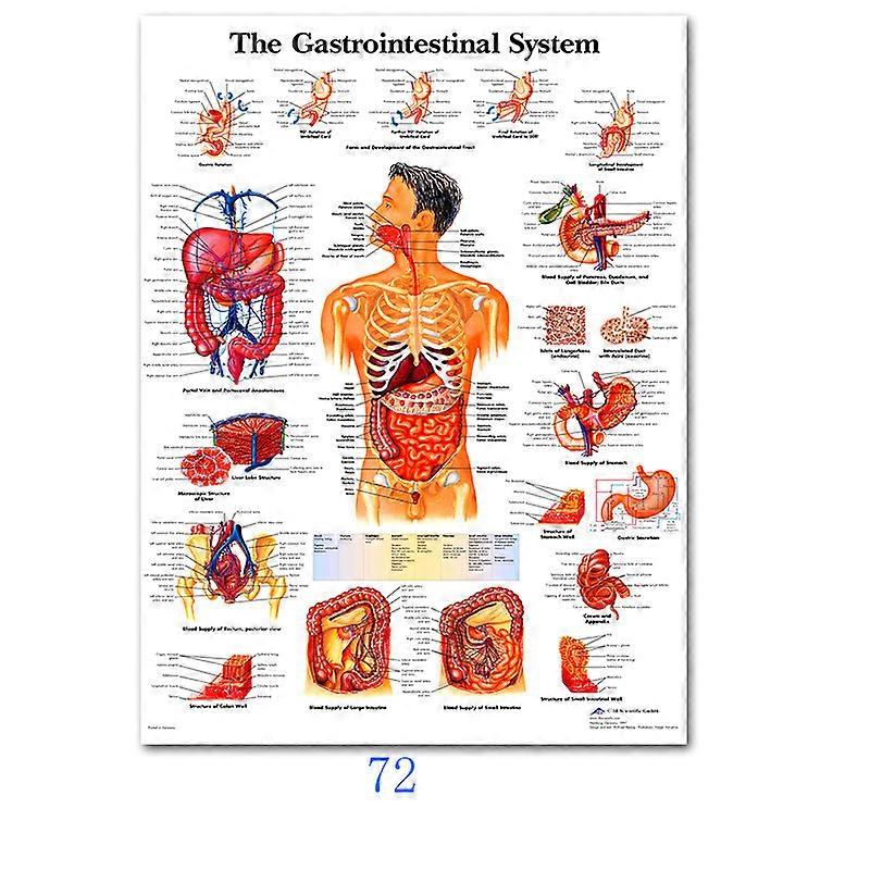 Muscular System Posters Silk Cloth Anatomy Chart Human Body School ...