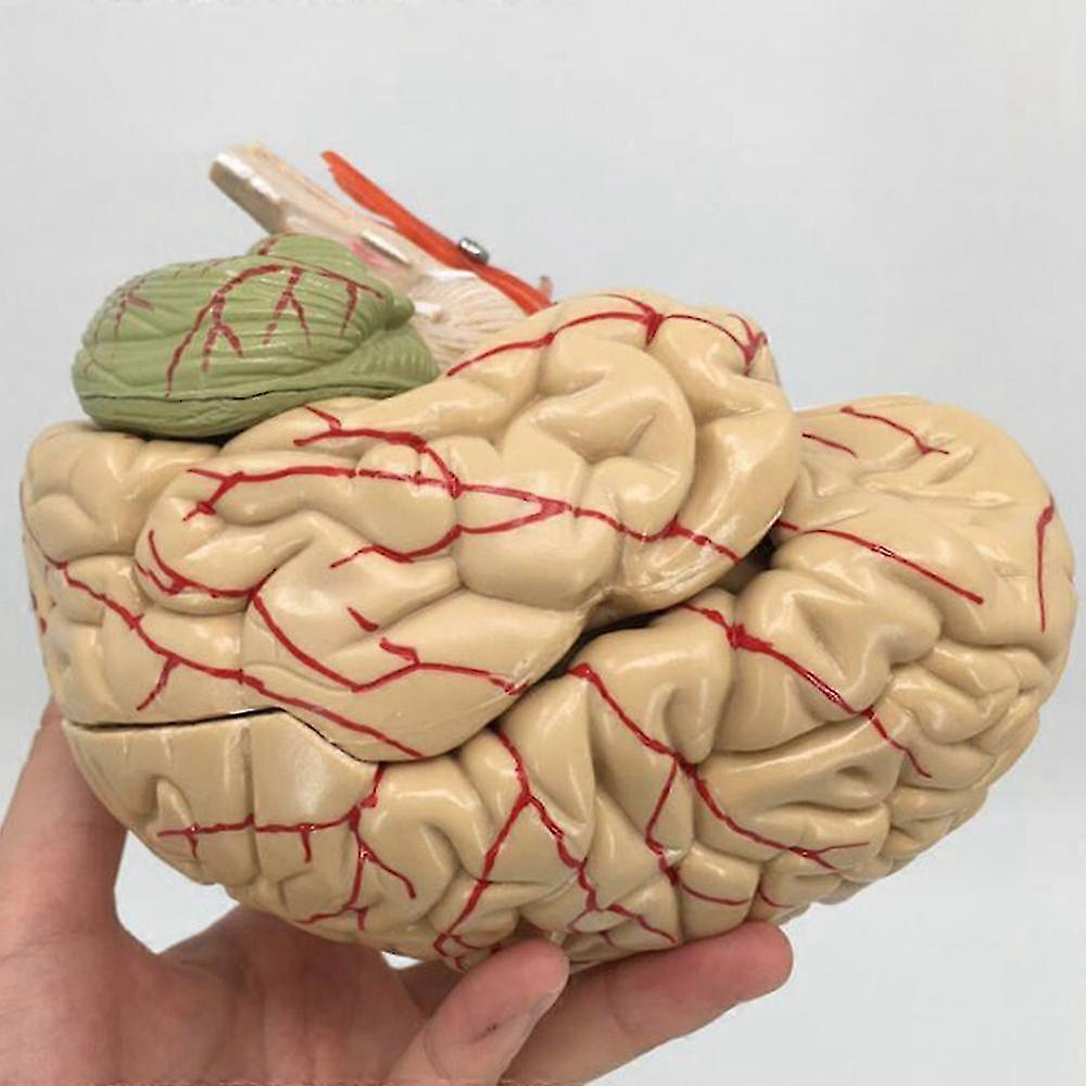 the Human Body Brain Model Disassembled Anatomical Human Brain Model ...