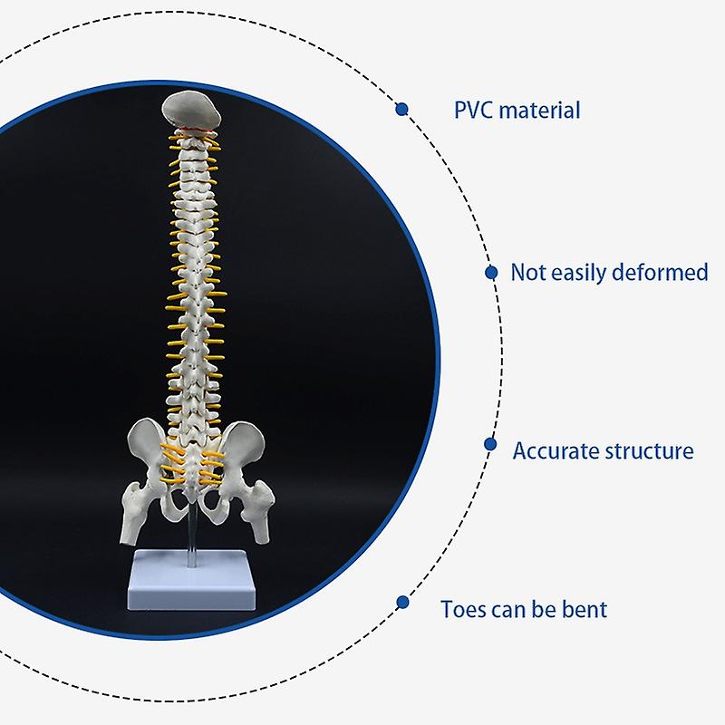 Columna vertebral humana de 45 cm con modelo pélvico Anatomía anatómica ...