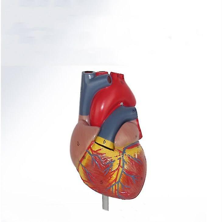 Science Classroom Demonstration Tools, Realistic Human Anatomy Display ...