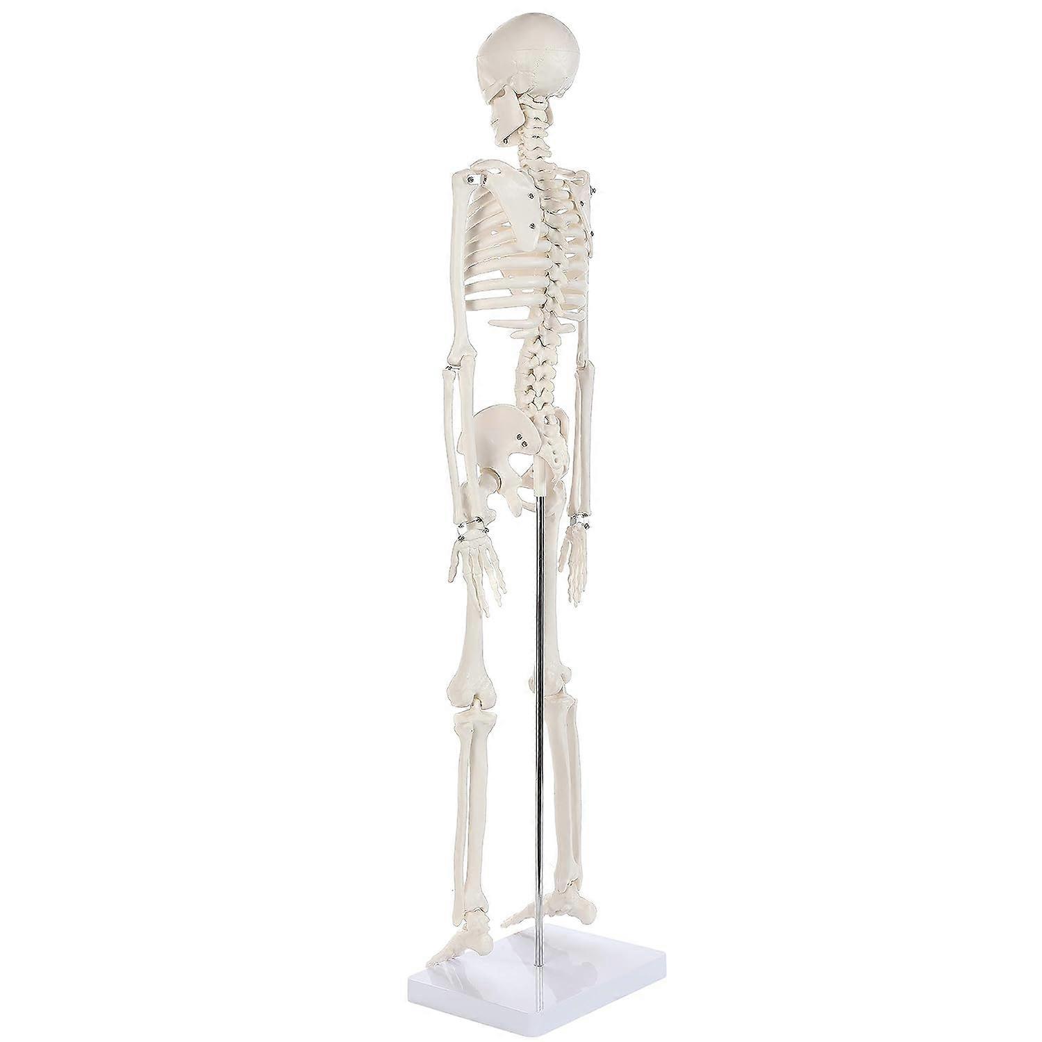 Human Skeleton Model, 34" Skeleton with Base, Movable Arms and Legs ...