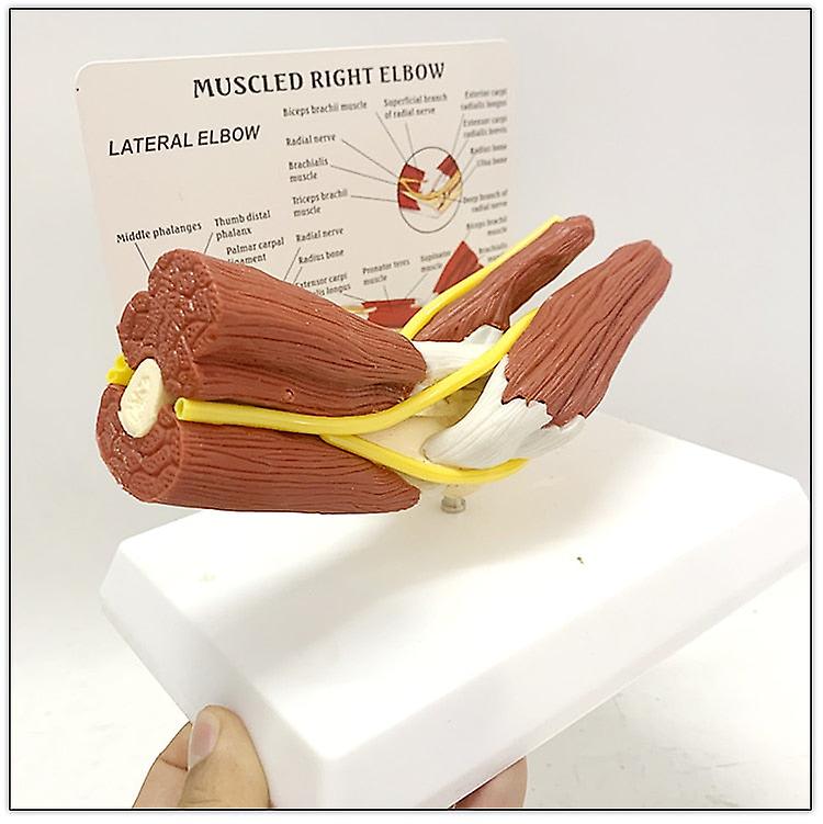 1:1 Life Sized Human Anatomy Muscled Right Arm Elbow Vascular Ligament ...