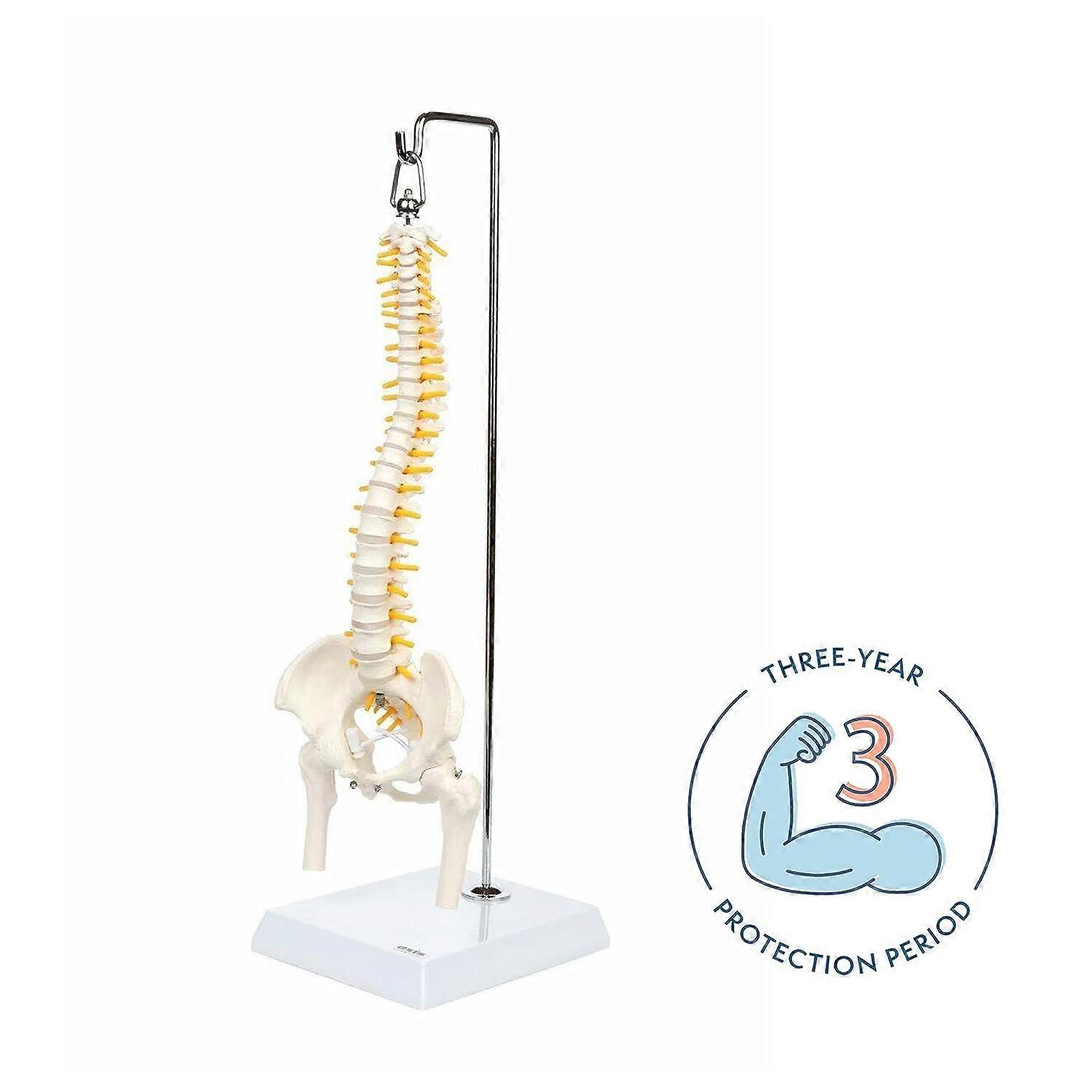 15.5" Mini Spine Model with Vertebrae,Nerves,Arteries, Lumbar Column ...