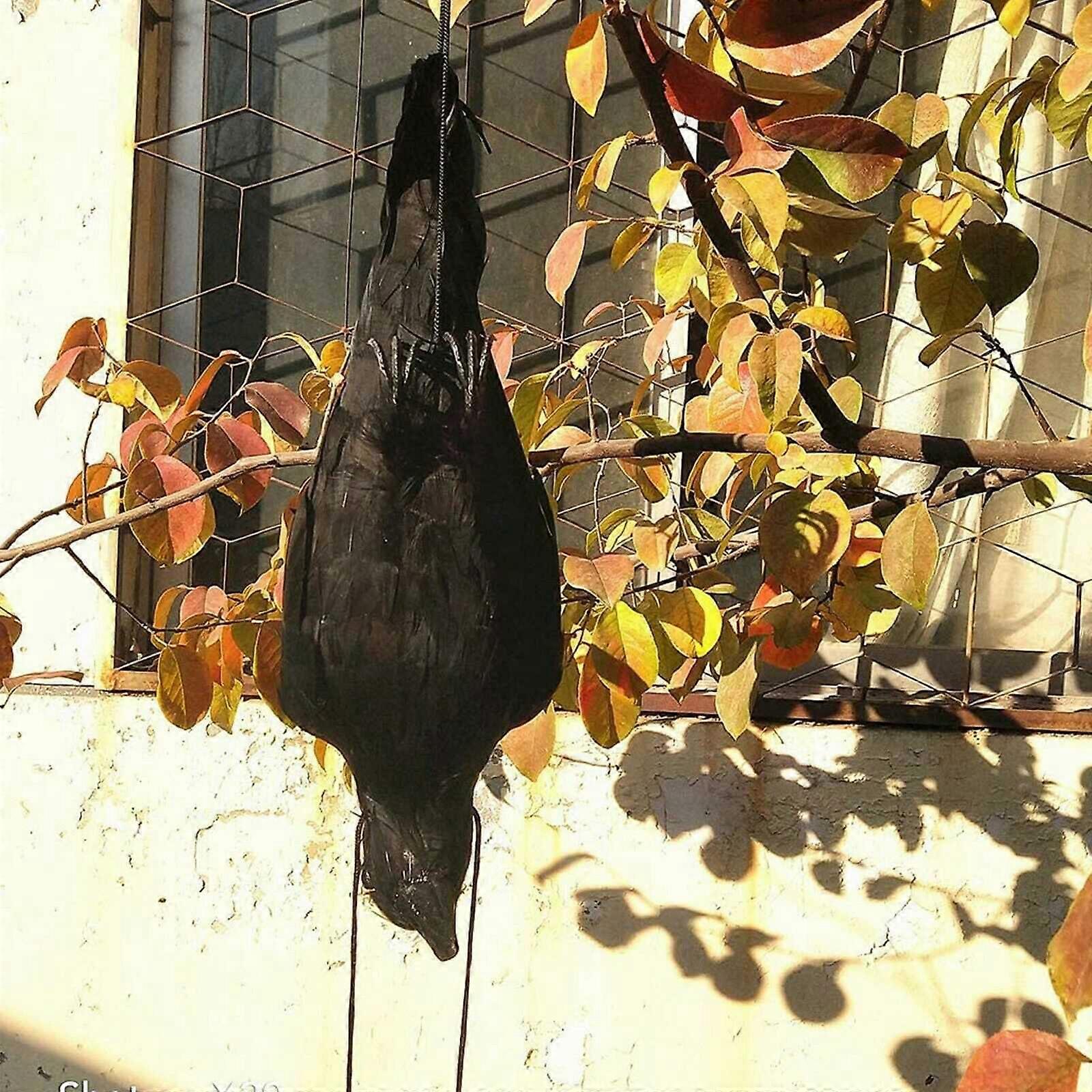 Realistic Hanging Dead Crow Decoy Lifesize Extra Large Black Feathered ...