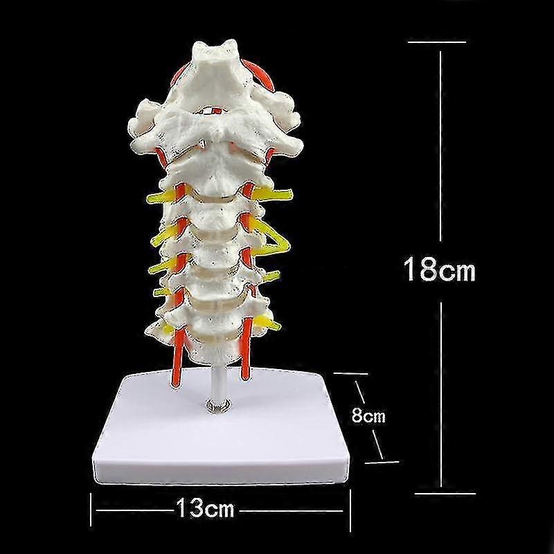 Human Anatomy Model Cervical Spine Model 18 X 13 X 8cm | Fruugo UK